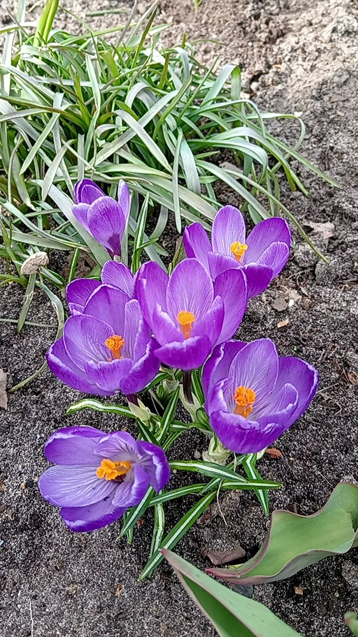 Крокусы