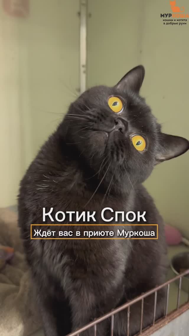 Спок ждёт вас в приюте #Муркоша