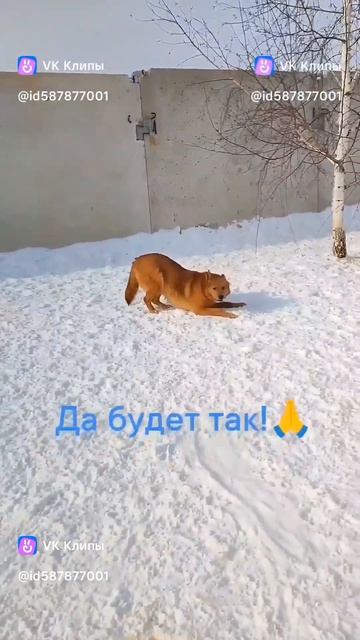 💕 И сердце КАШТАНКИ оттаяло