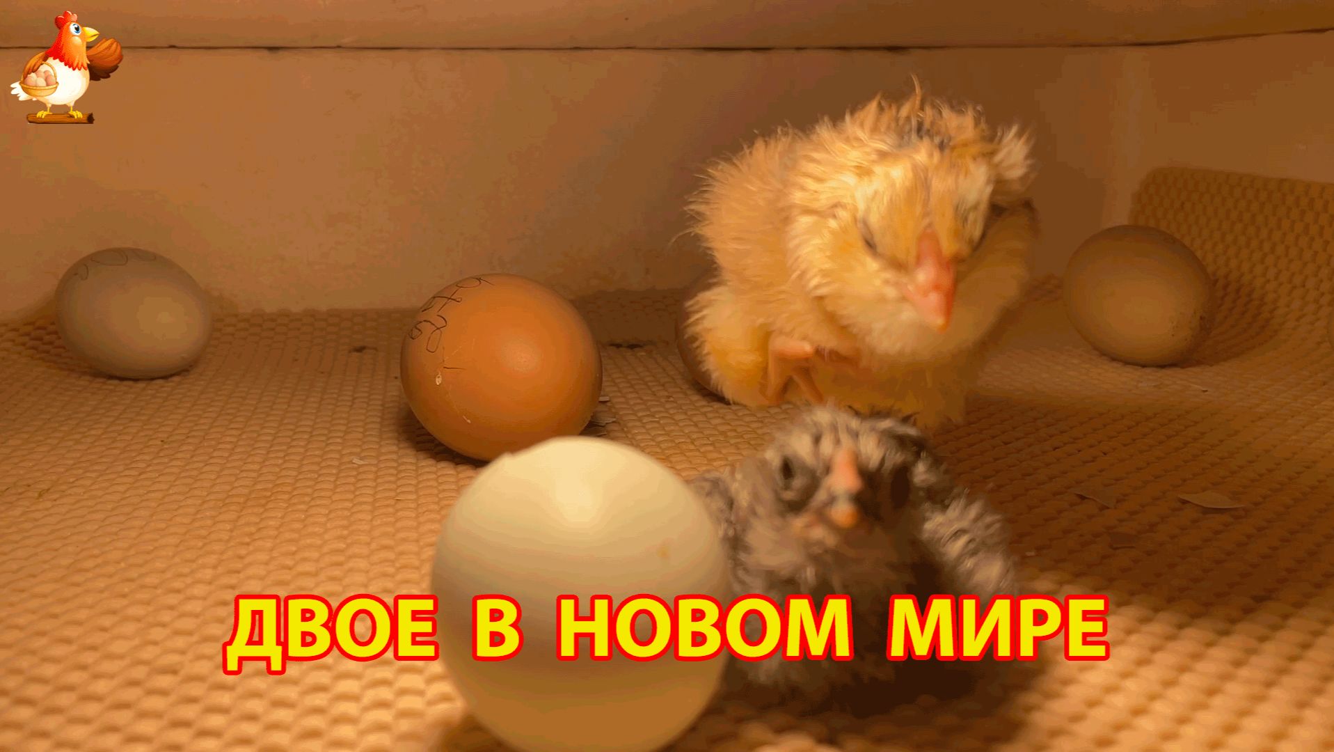 Два цыплёнка сразу после вылупления - первые минуты жизни в инкубаторе