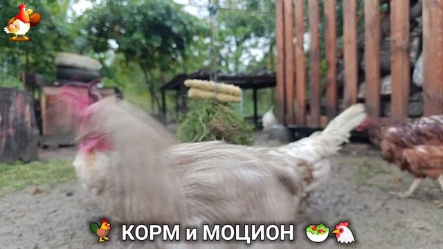 Кормление кур овощами и фруктами для зарядки и от скуки 🥗🐓🤗  (97)