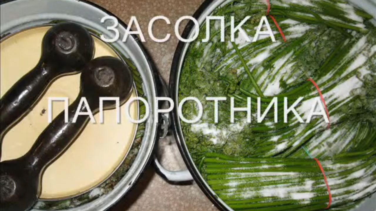 Папоротник ОРЛЯК. Солить . Как засолить папоротник . Сбор . Заготовка . Польза папоротника . Орляк