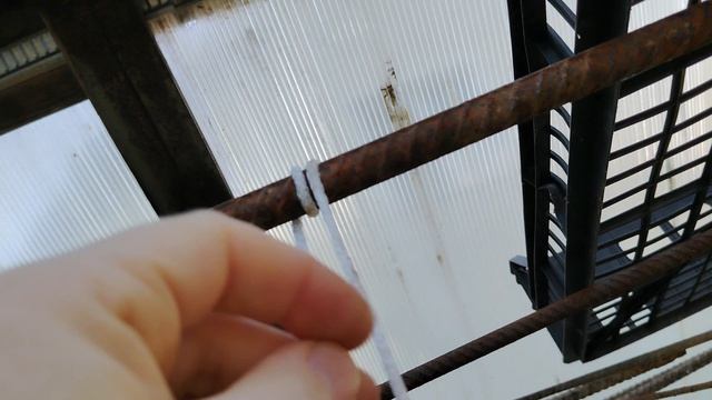 Подвязка и первая формировка томатов
