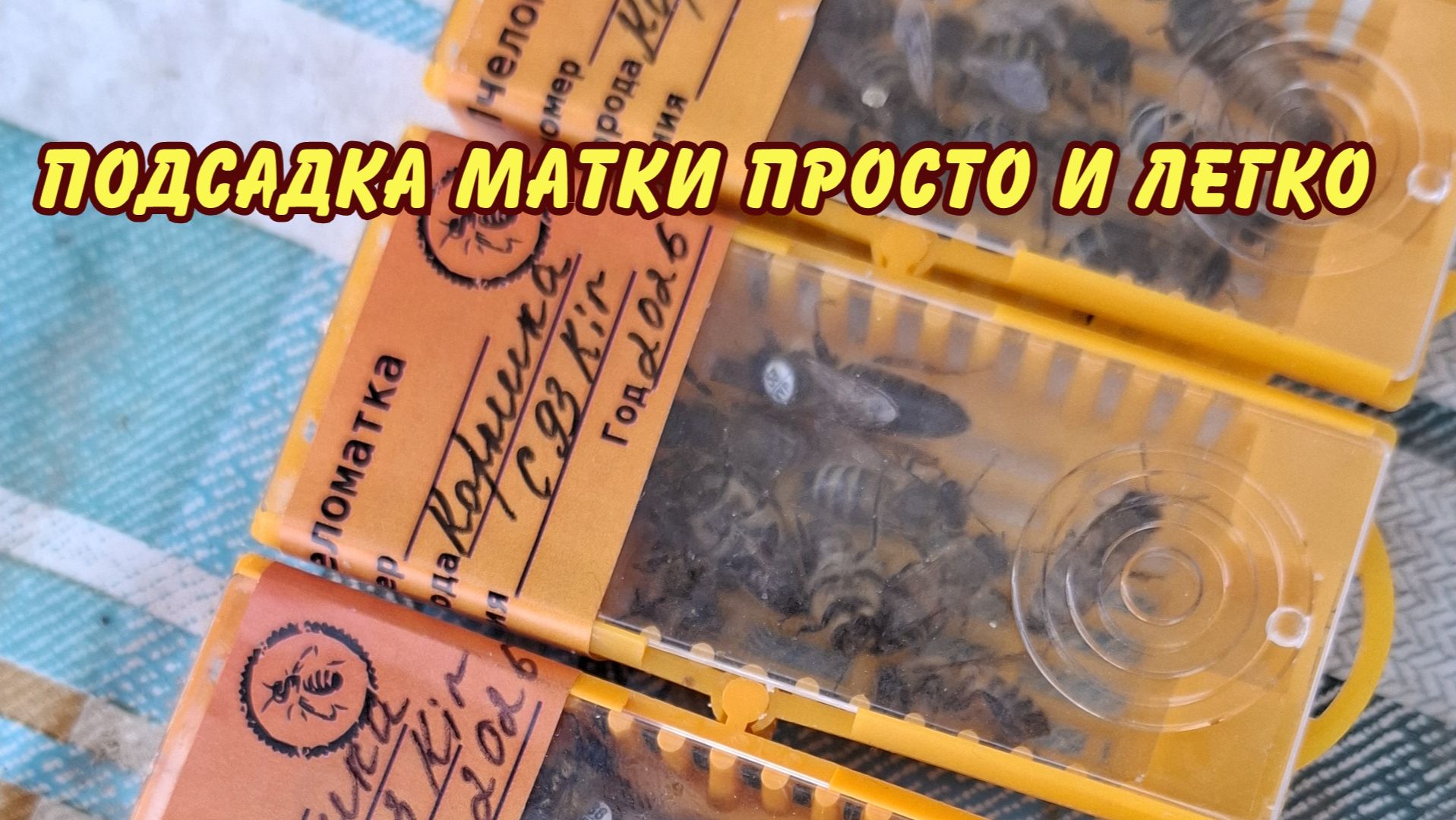 пчеловодство. подсадка матки просто и легко