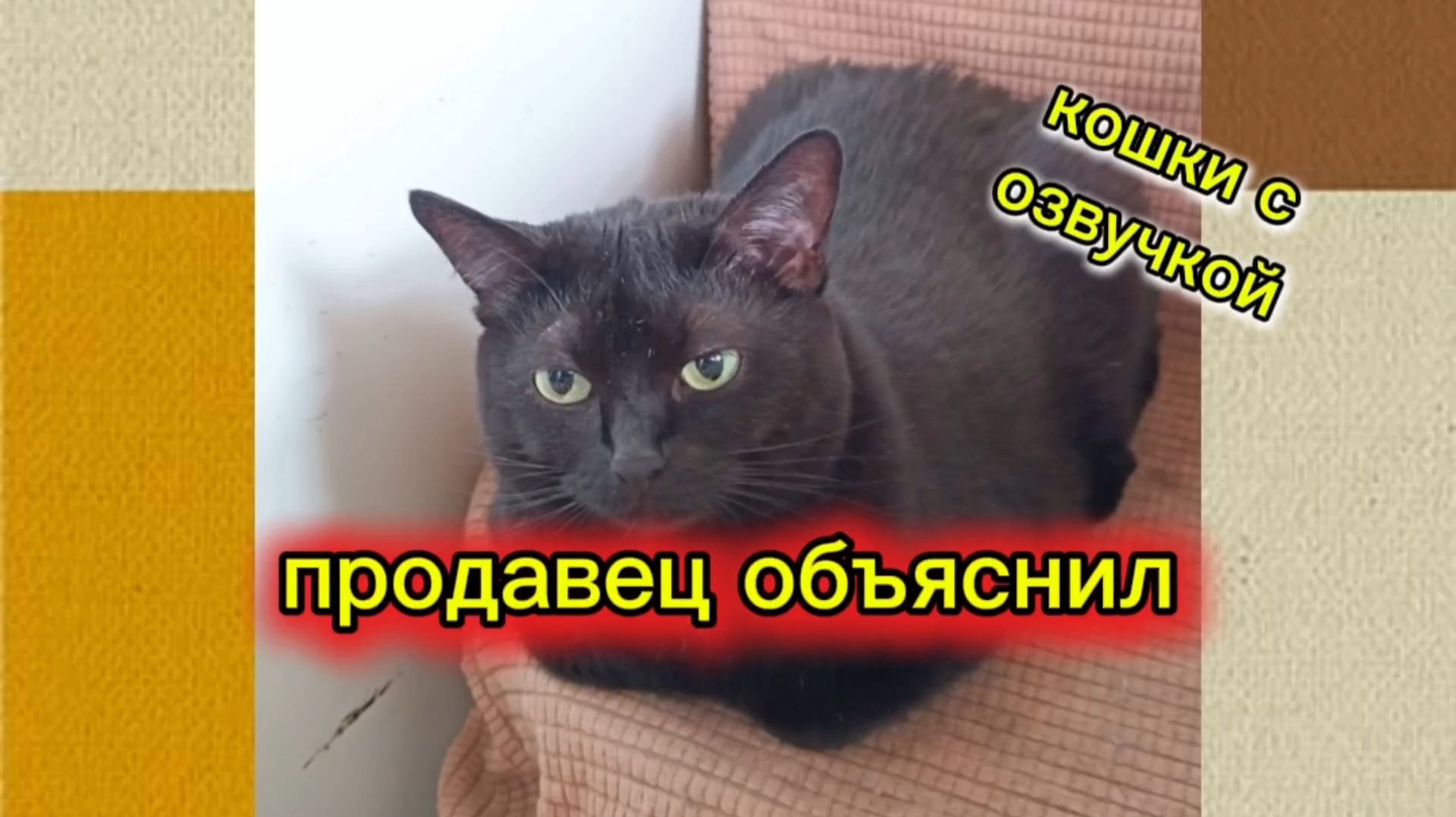 Смешная озвучка кошек.