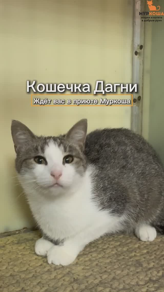 Дагни ждёт вас в приюте #Муркоша