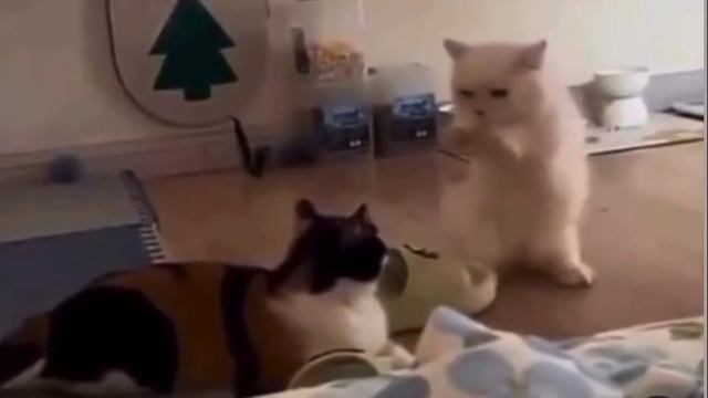Кот-колдун