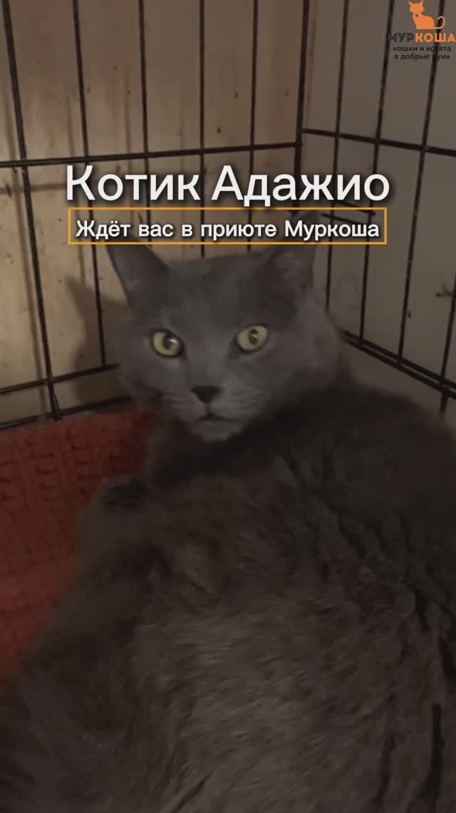 Адажио ждёт вас в приюте #Муркоша