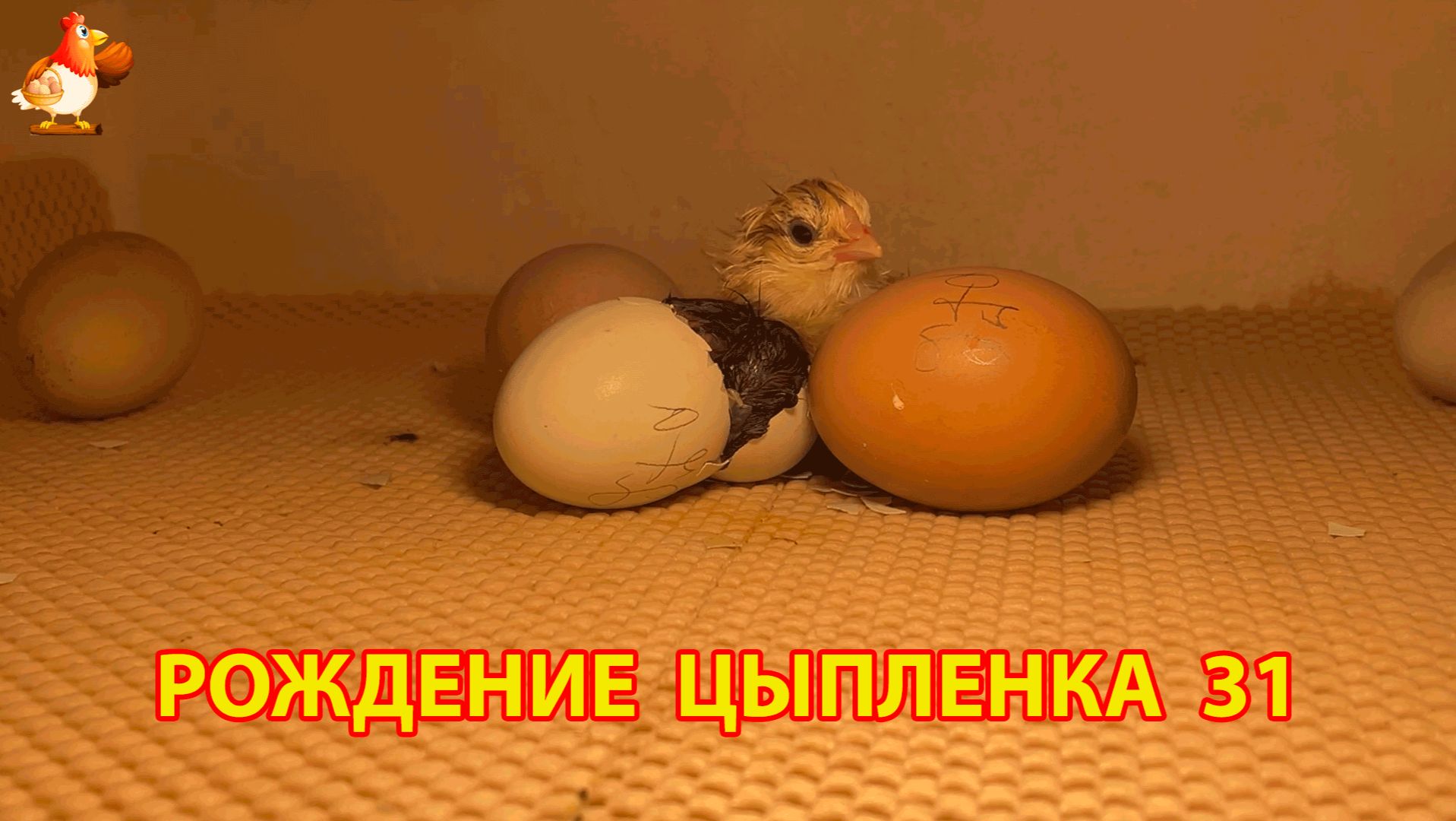 Вылупление цыпленка из яйца в инкубаторе версия 31