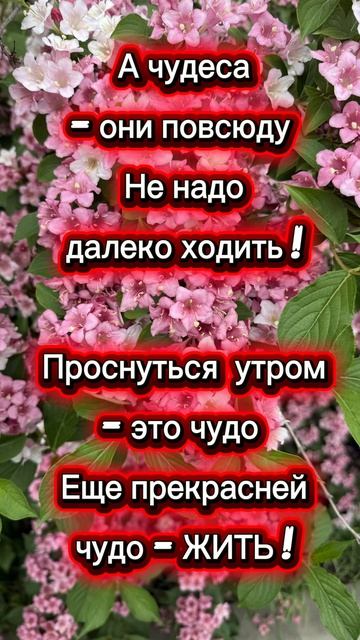 Жизнь - это чудо! 💯