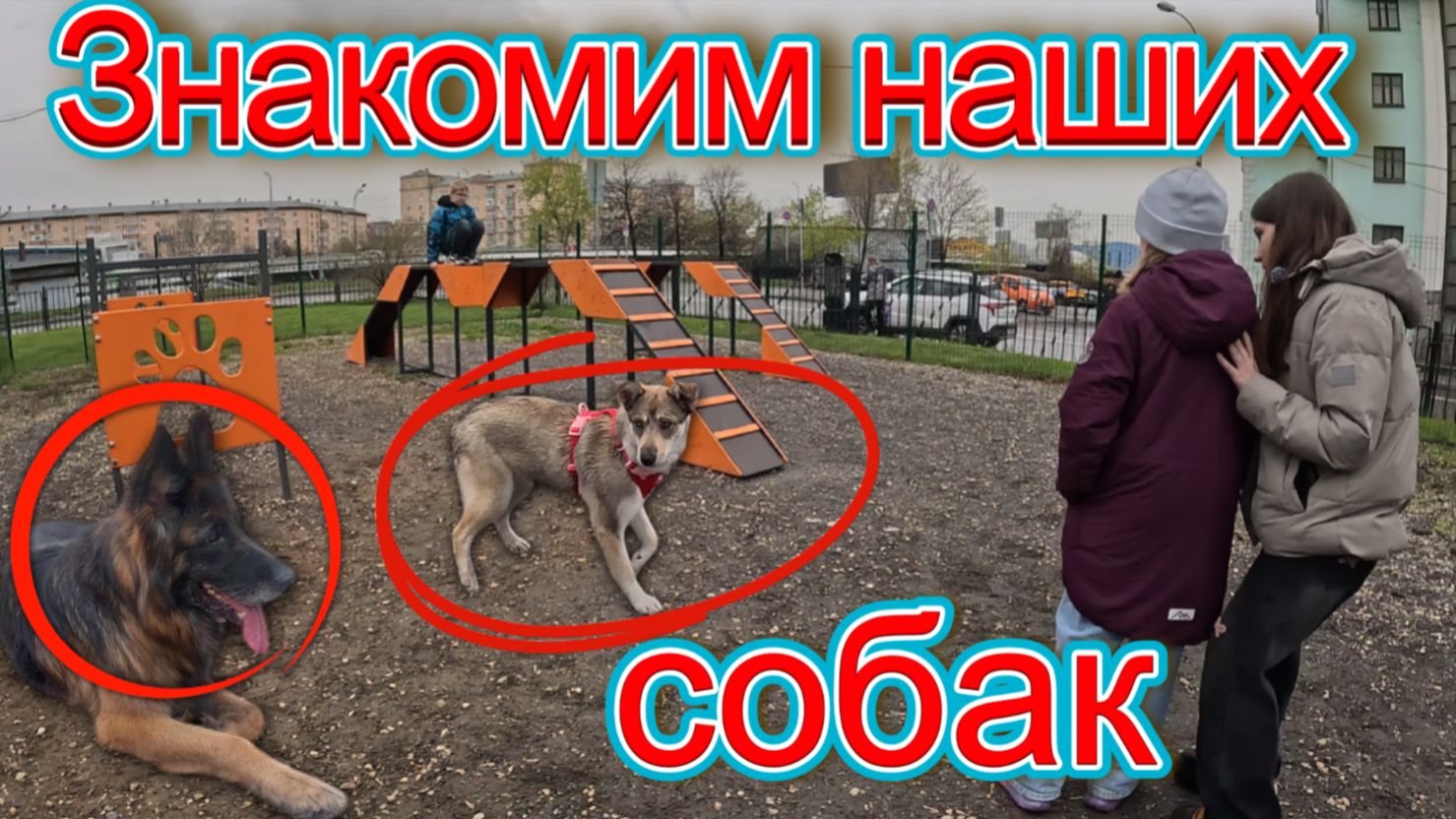 Знакомим Ежевику с собакой моей подруги. Узнайте как обернулась встреча