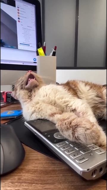 Обеденный перерыв! Утомили..😼