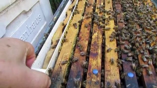 про периодичность осмотров пчел, как часто можно осматривать пчел , ответы на вопросы , 19.05.2026