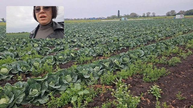 Дневник Агронома №43