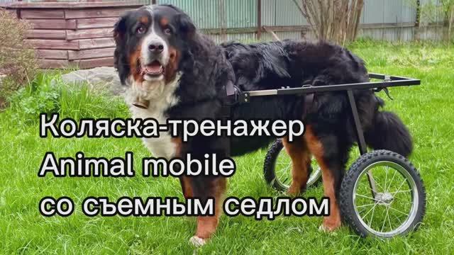 Коляска-тренажер со съемным седлом