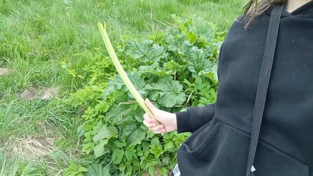 Ревень НАЧАЛО