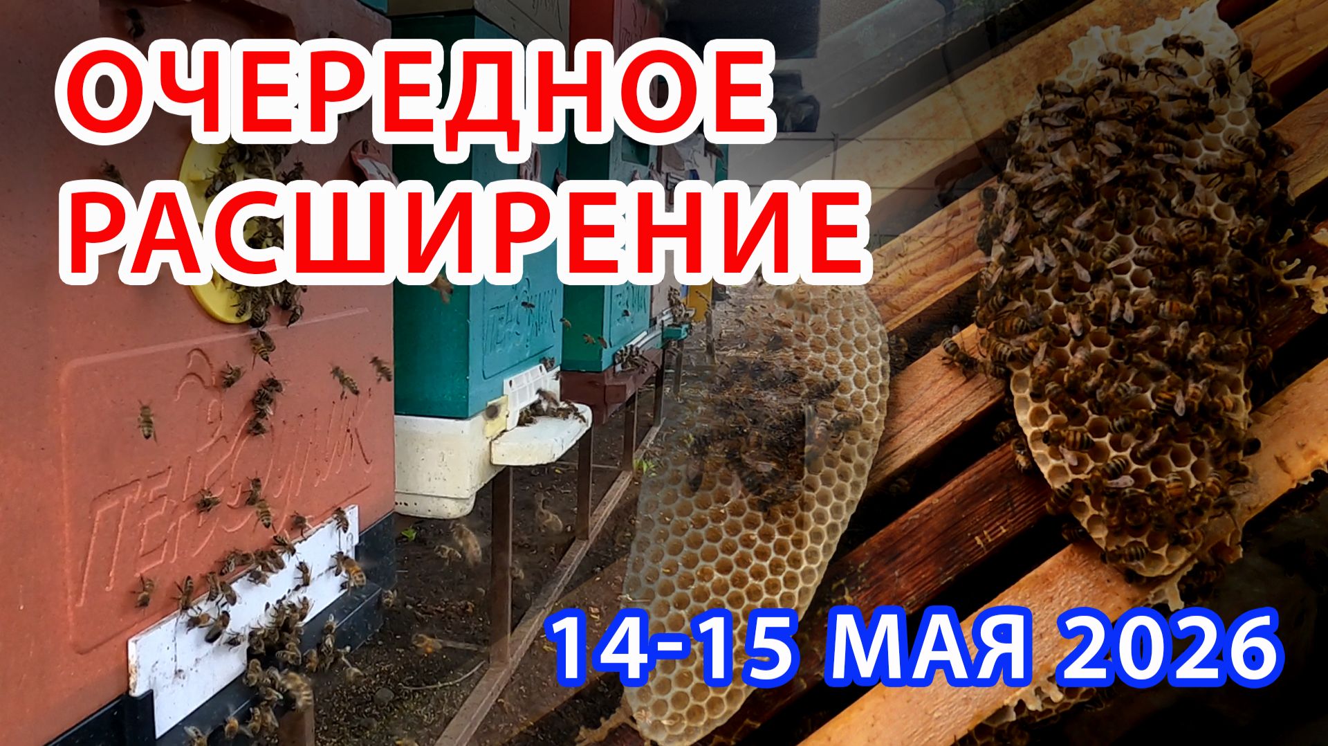 ОЧЕРЕДНОЕ РАСШИРЕНИЕ ПЧЕЛОСЕМЕЙ