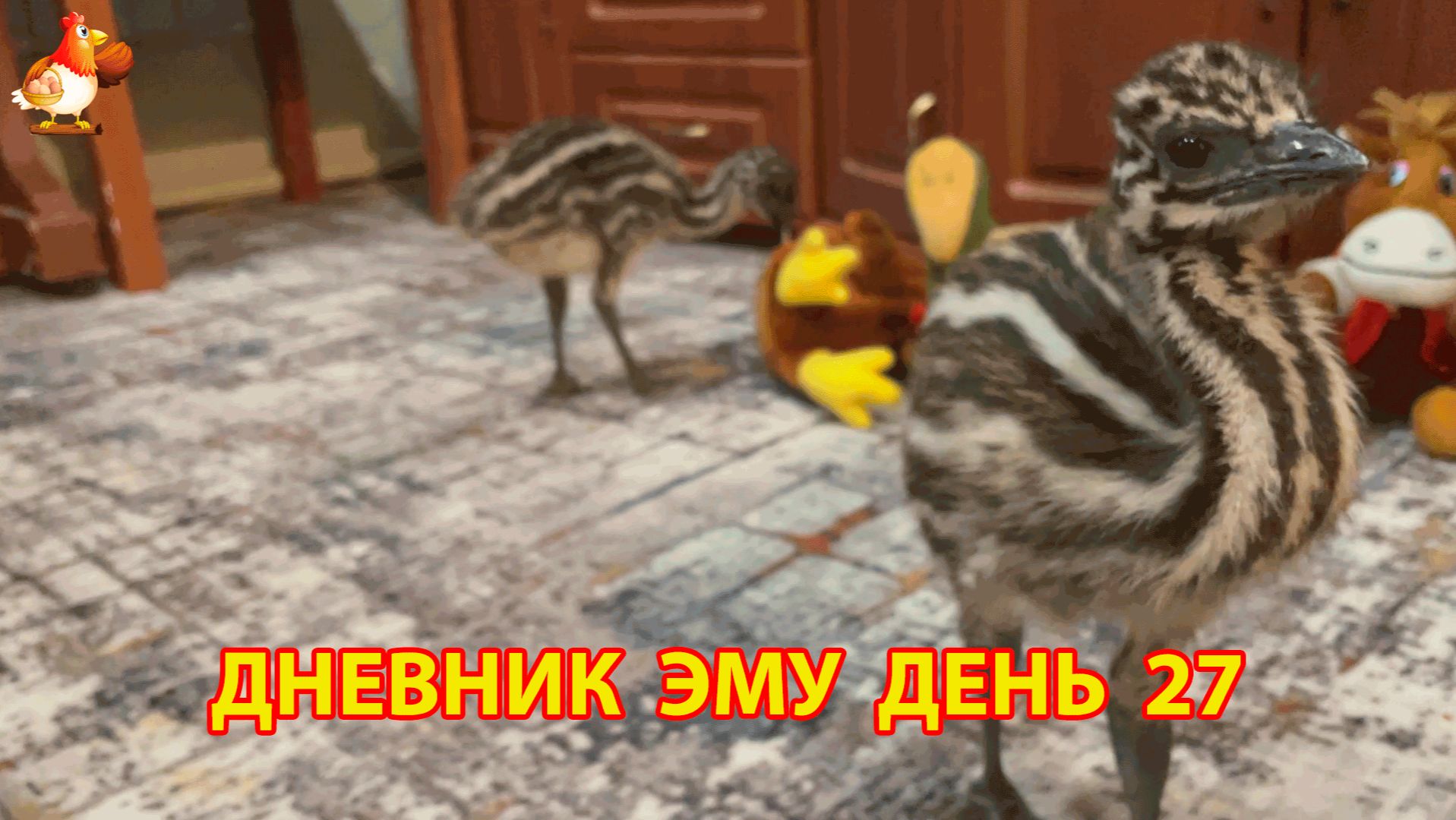 Дневник страусят Эму день 27