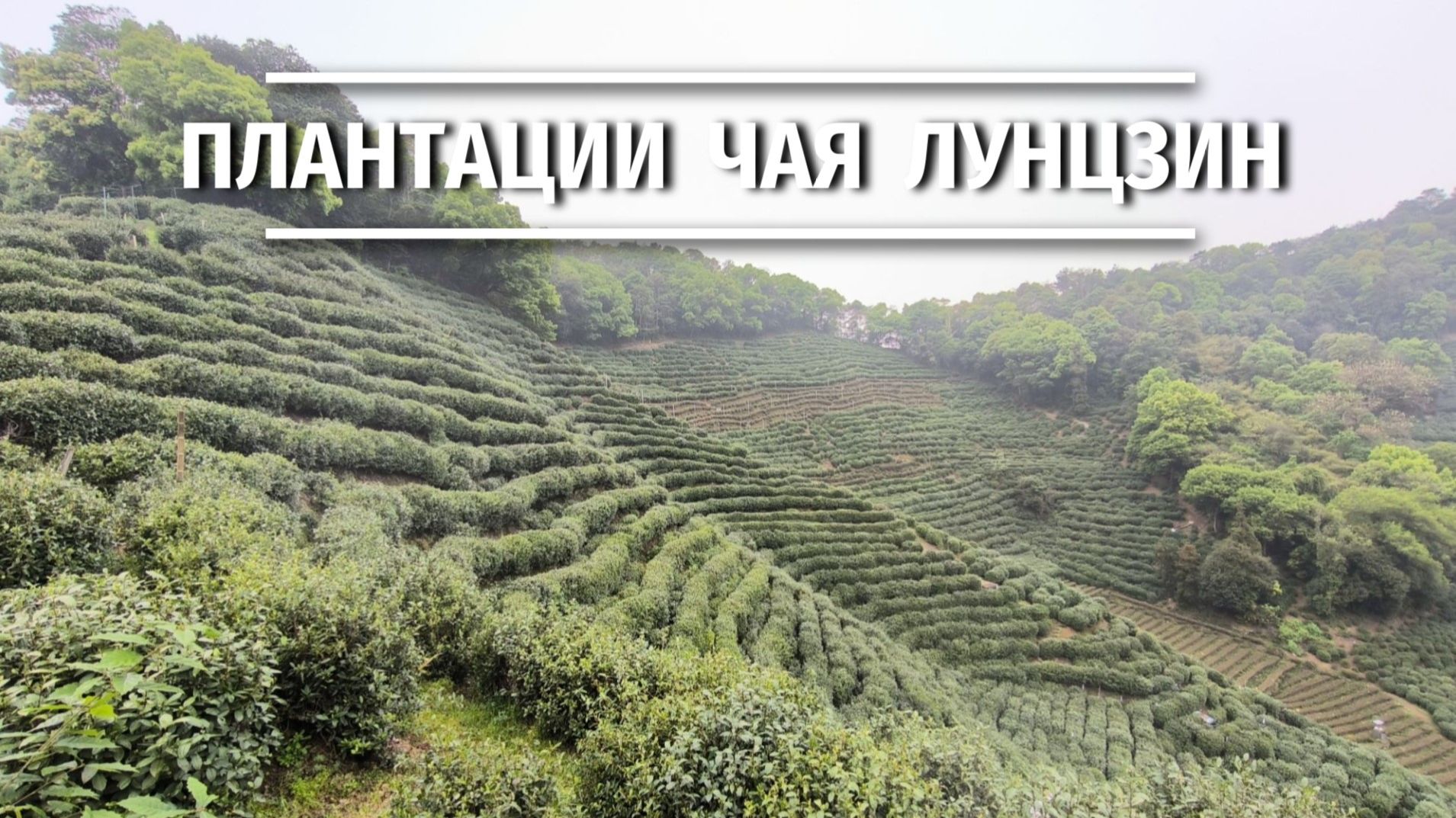 Культура чая в Китае: от плантации до чашки. Лунцзин и Национальный музей чая в Ханчжоу