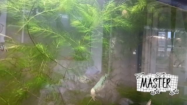 ГУРАМИ ЗОЛОТОЙ (солнечный) общие ХАРАКТЕРИСТИКИ | #Мастер @Masters