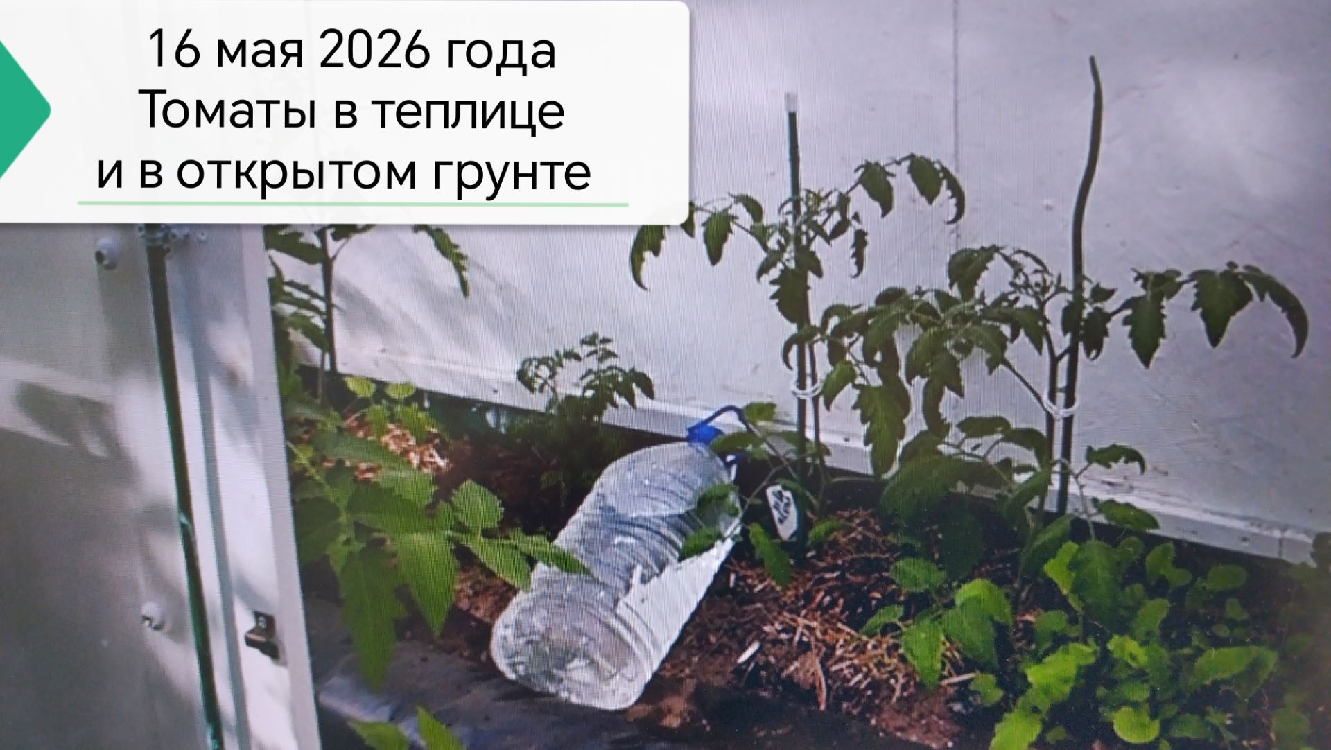 16 мая 2026 года как поживают томаты в теплице и в открытом грунте спустя неделю. Посадила базилик