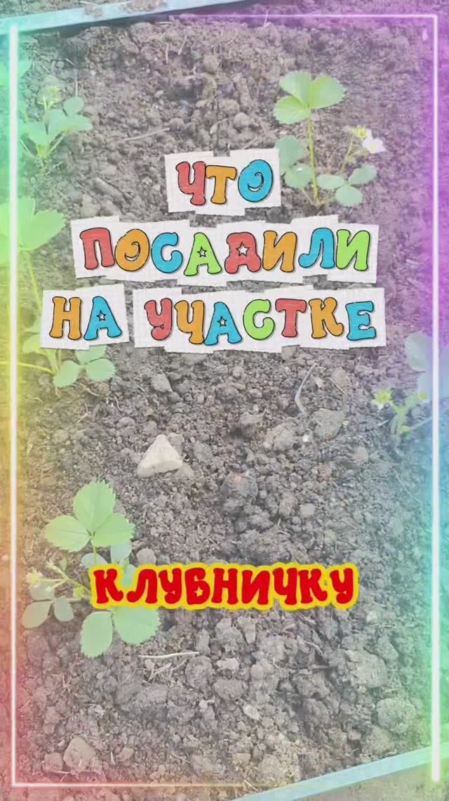 ВЕСТИ С ПОЛЕЙ. ЧТО ПОСАДИЛА МНОГОДЕТНАЯ СЕМЬЯ НА СВОЁМ УЧАСТКЕ.
