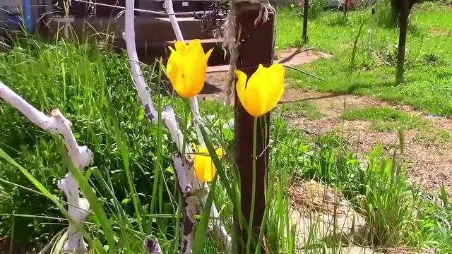 2026-05-15_Пятнадцать секунд из жизни жёлтого тюльпана.