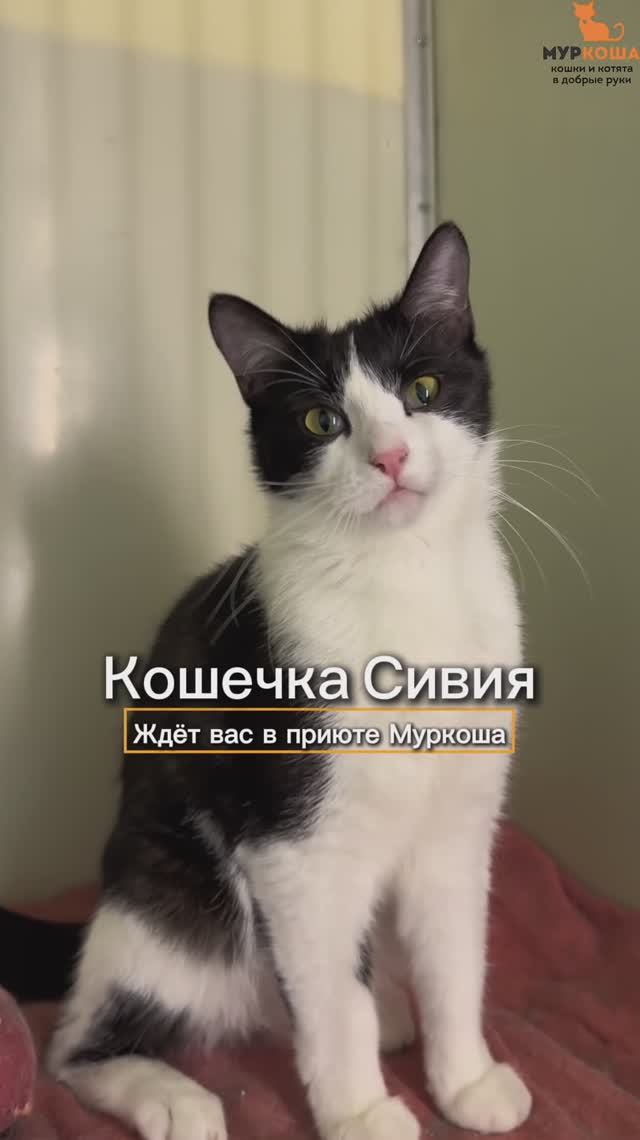 Сивия ждёт вас в приюте #Муркоша