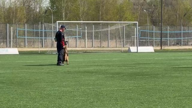 3 Отл. ЖЕРОМ из Сибирских Афин +++ №14. ХАБАРОВСК 10 мая`26 Моно немецких овчарок