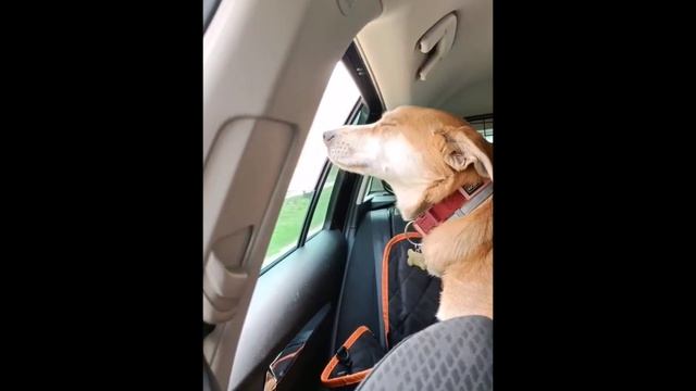 Ветер в харю, а я шпарю ! Флорис теперь счастливая домашняя собака !