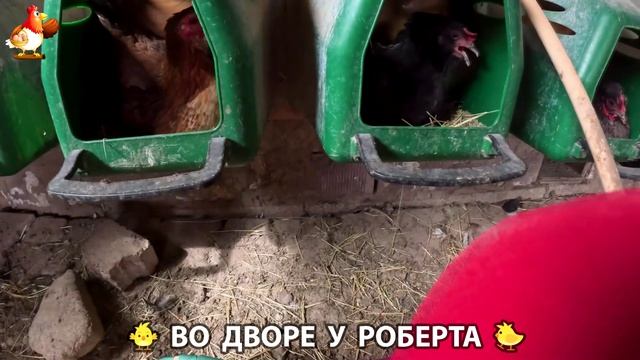 Содержание кур в домашних условиях и других птиц во дворе у Роберта 🐣🐤🦆🐔🪿🦃 (500)