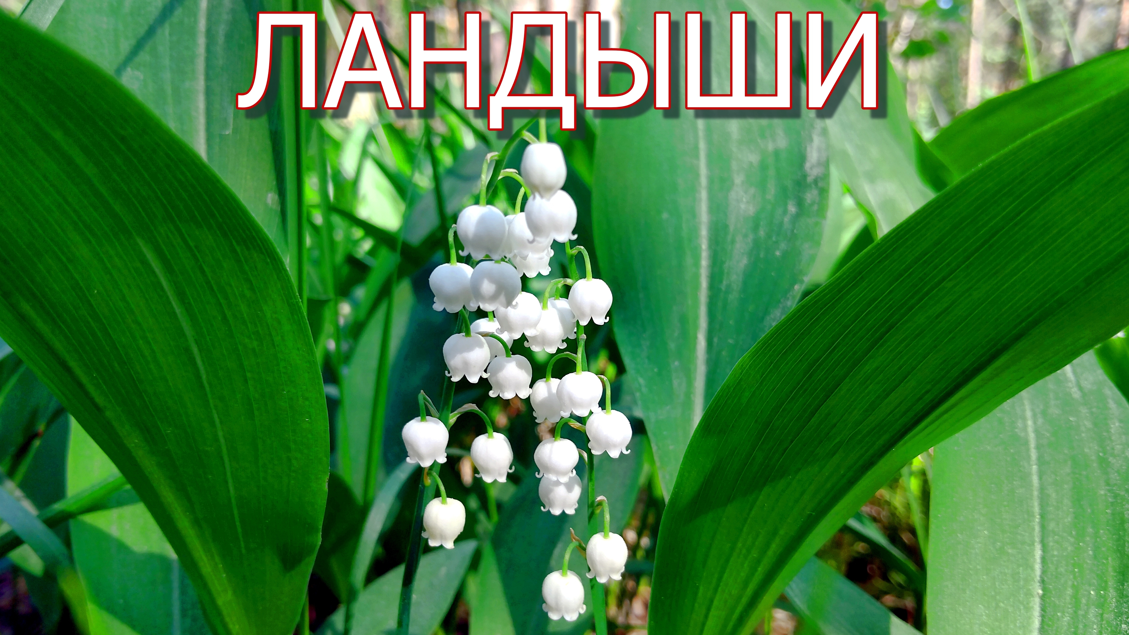 ЛАНДЫШИ