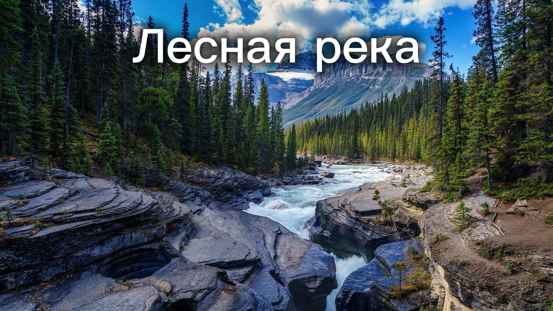Одинокая река в лесу | Медитация природы🌿🧘🏼♀️