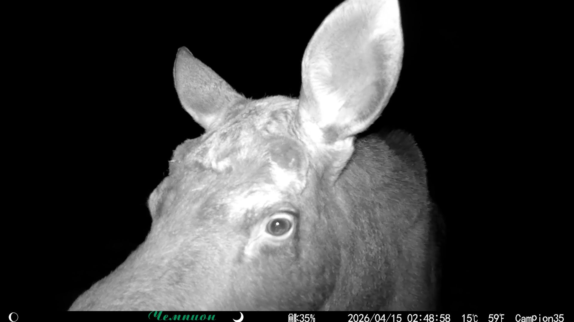 Trailcam D11 #1 | Лоси у солонца №2