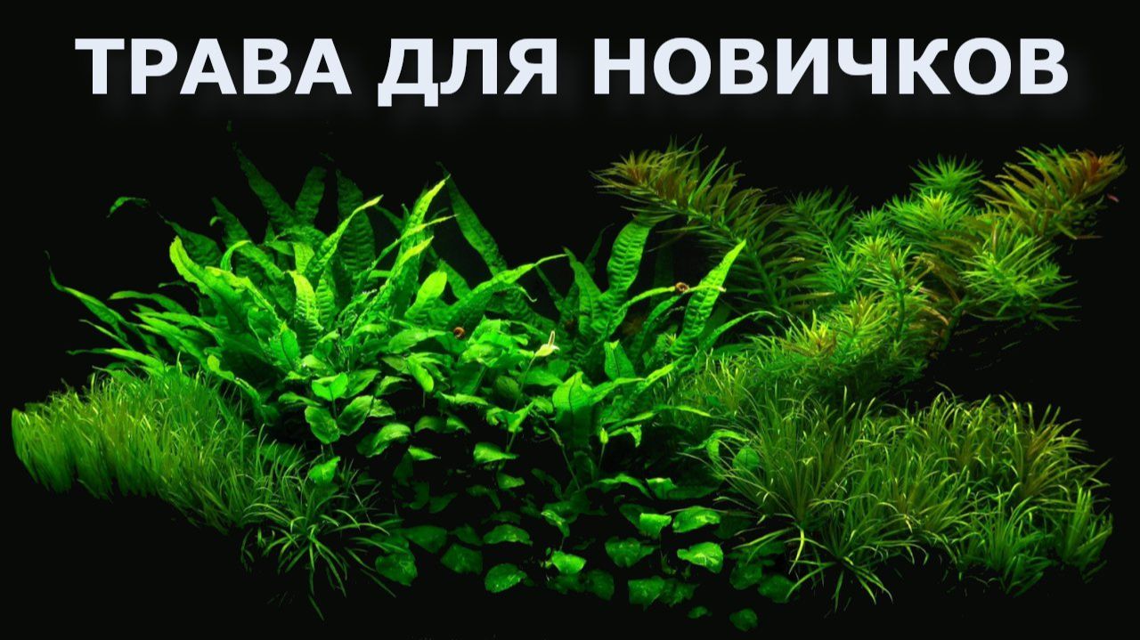 Большое обновление в 400 литрах: засаживаю аквариум новыми растениями