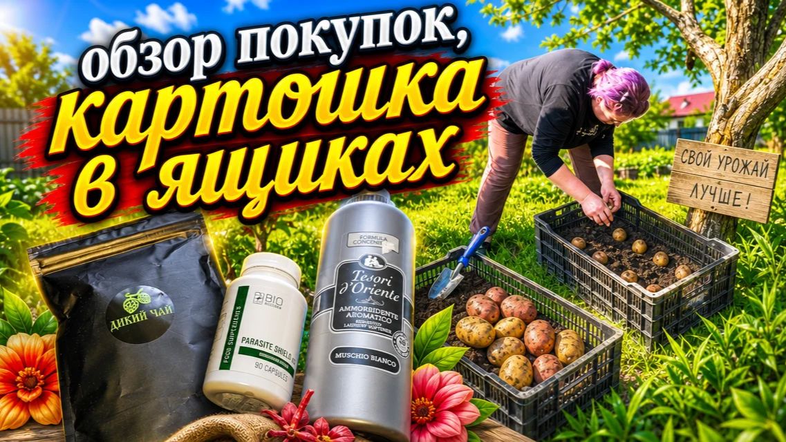 🇰🇿 КАЗАХСТАН 64-26!ЭКСПЕРИМЕНТ-КАРТОШКА В ЯЩИКАХ/ПОКУПКИ ДЛЯ ЗДОРОВЬЯ/ЧИСТКА КОВРОВ/ В САДУ
