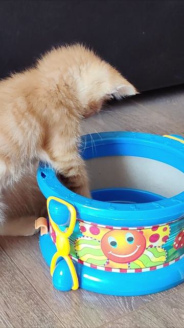 Котенок. Я возьму мяч 2. #shorts 4k