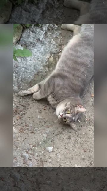 КОРЖИК