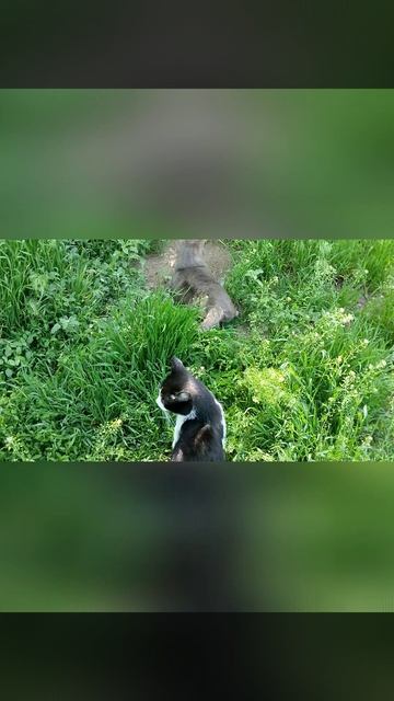 Коржик и соперник ч. 2