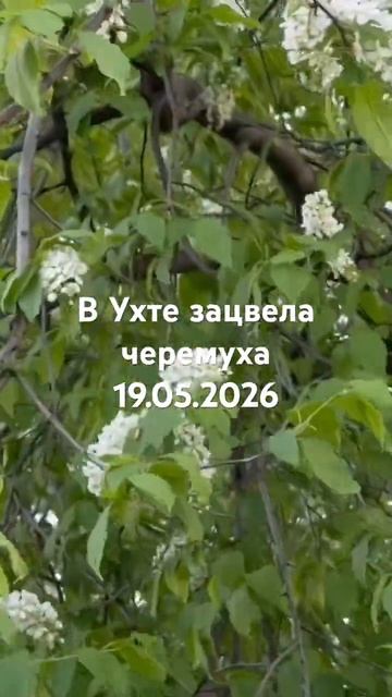 #Ухта …зацвела черемуха…Республика Коми…19.05.2026