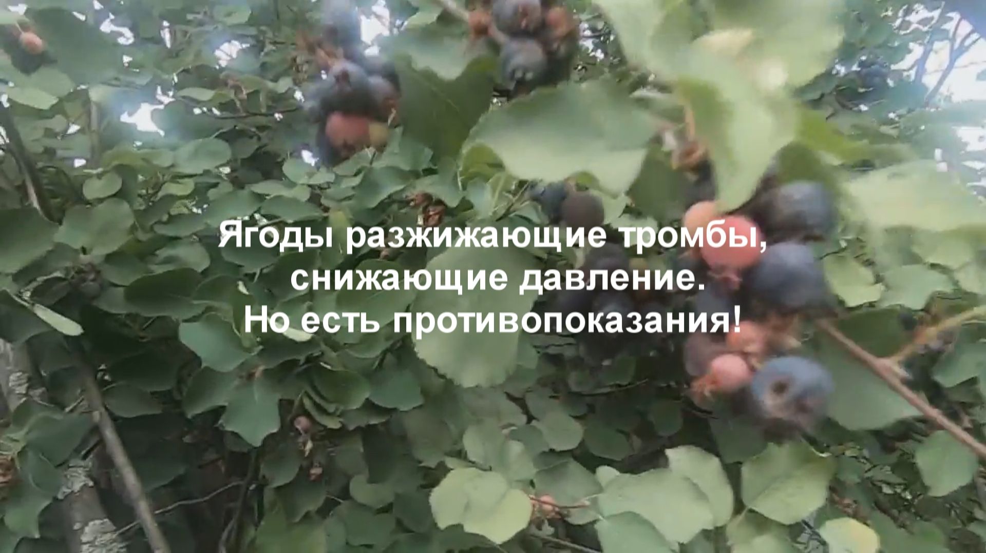 Ирга. Ягоды разжижающие тромбы, снижающие давление. Ирга в саду.