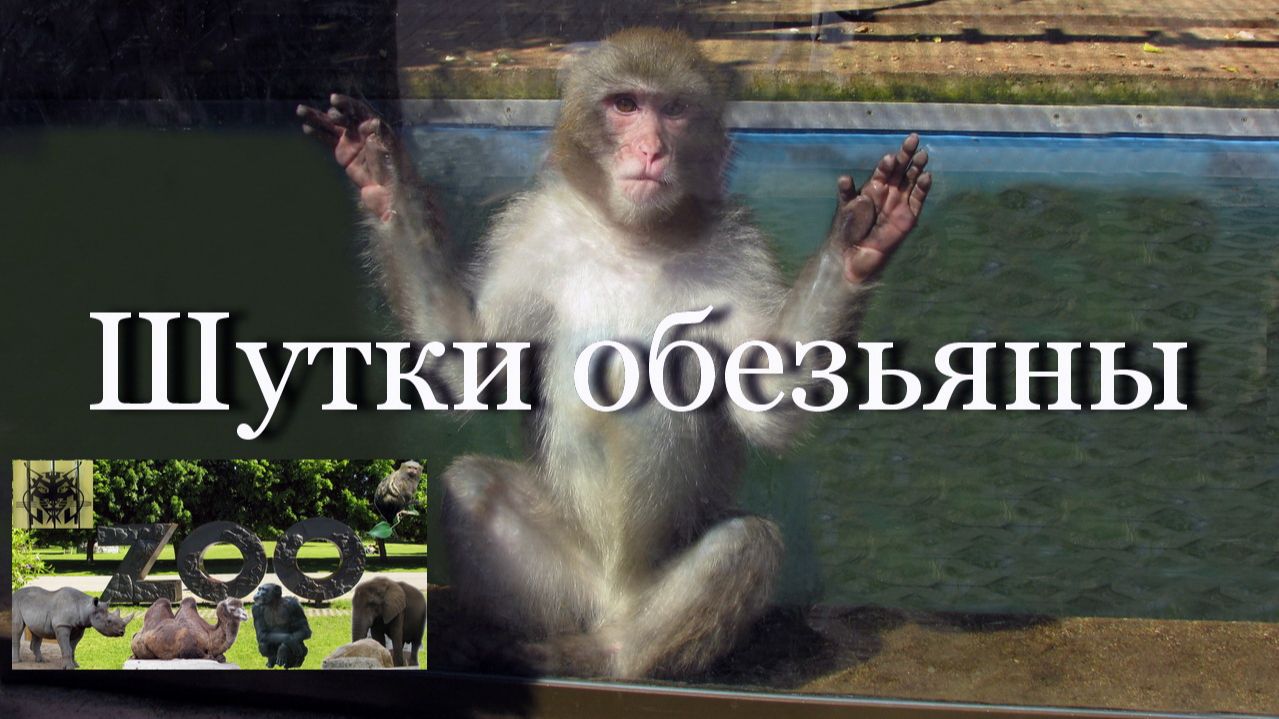 Очень смешно - обезьяна моет стекло и показывает свой зад / Зоопарк в Таллине