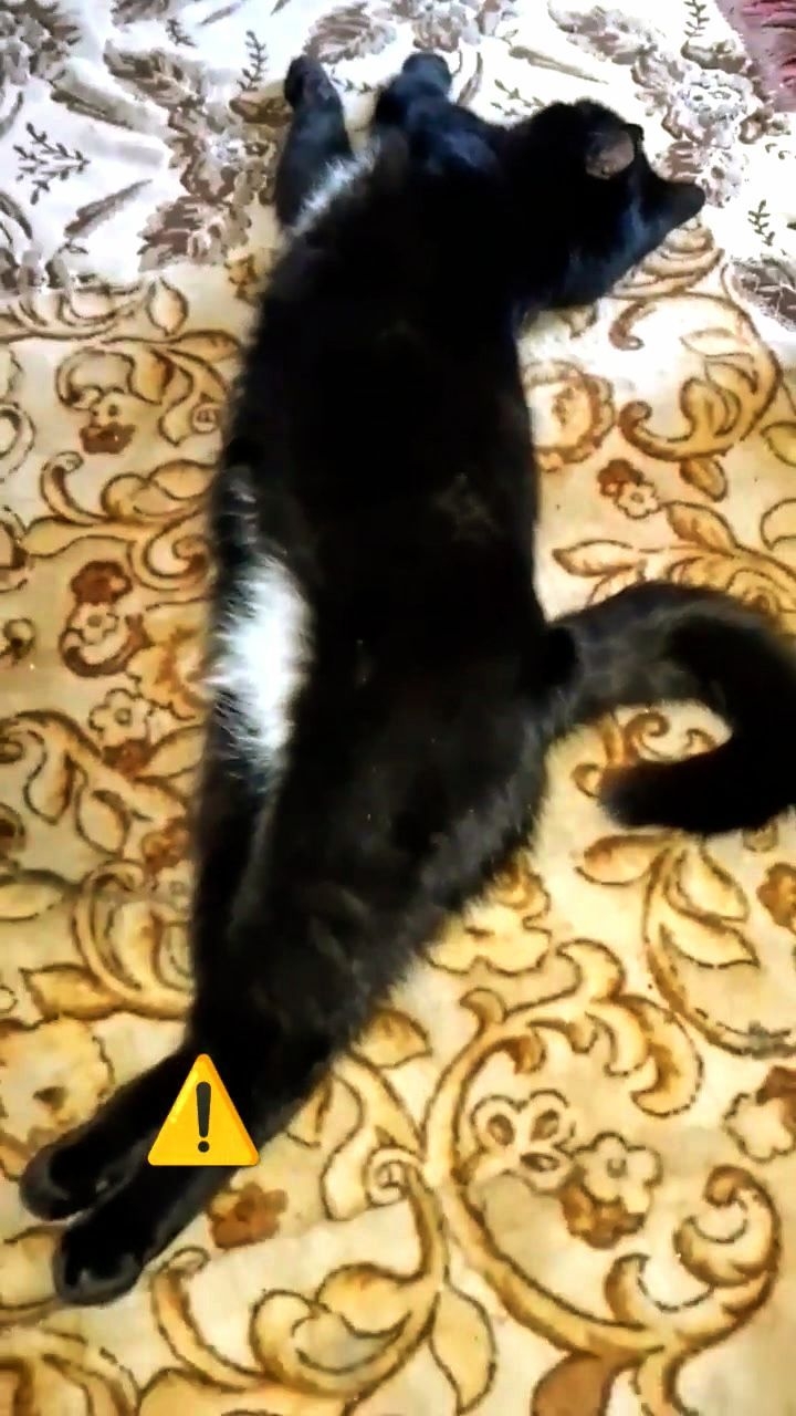 Как их можно не любить!? 😂😻21-05-2026