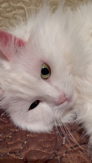 Кошка МИЛА