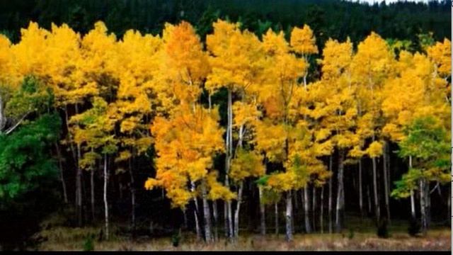 Петь... Любить - есть искусство твое..., сл. муз. исп.  Самуил Фрумович
