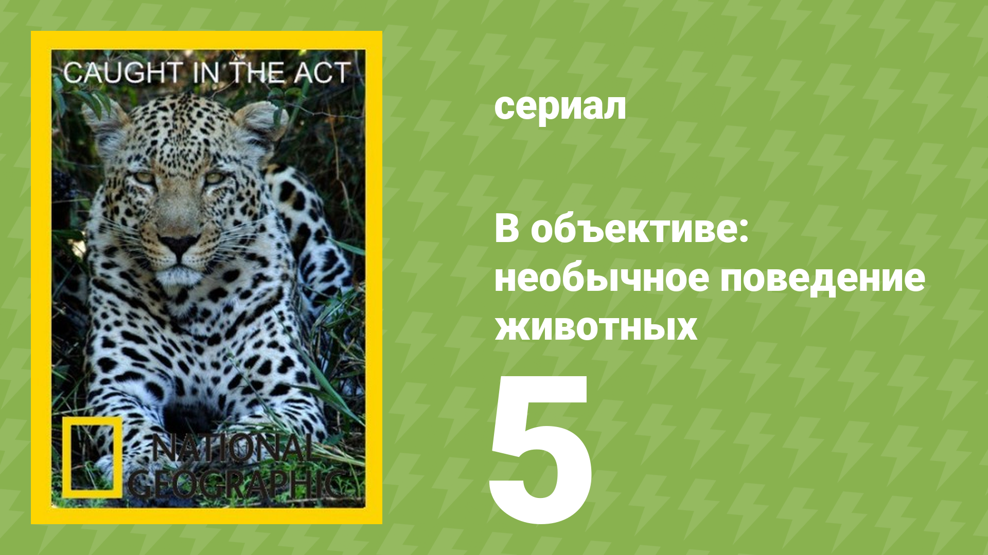 В объективе: необычное поведение животных 5 серия (документальный сериал, 2007)