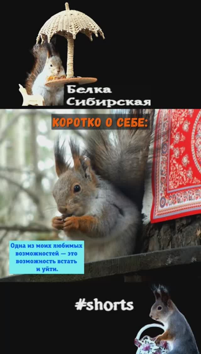 Белка осмотрительна