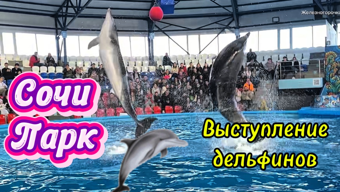 Дельфины в Сочи Парке. Три зажигательных песни про Дельфинов.