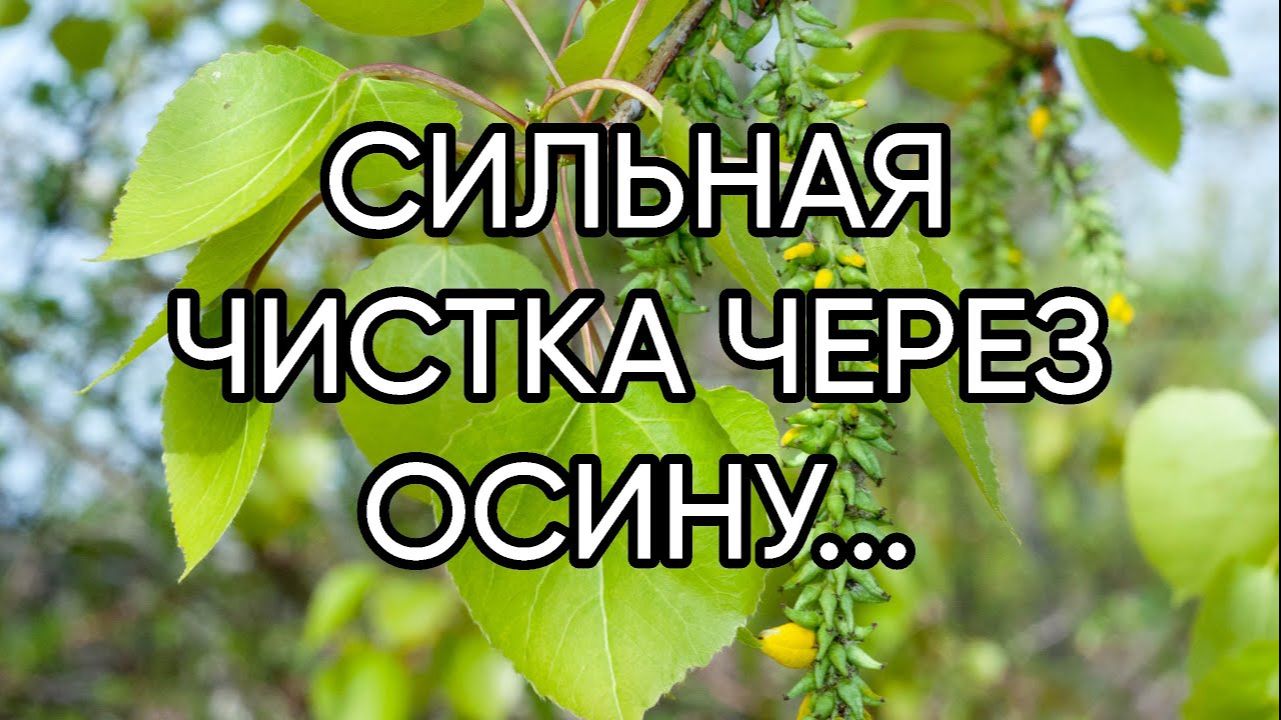 СИЛЬНАЯ ЧИСТКА ЧЕРЕЗ ОСИНУ... ДЛЯ ВСЕХ...