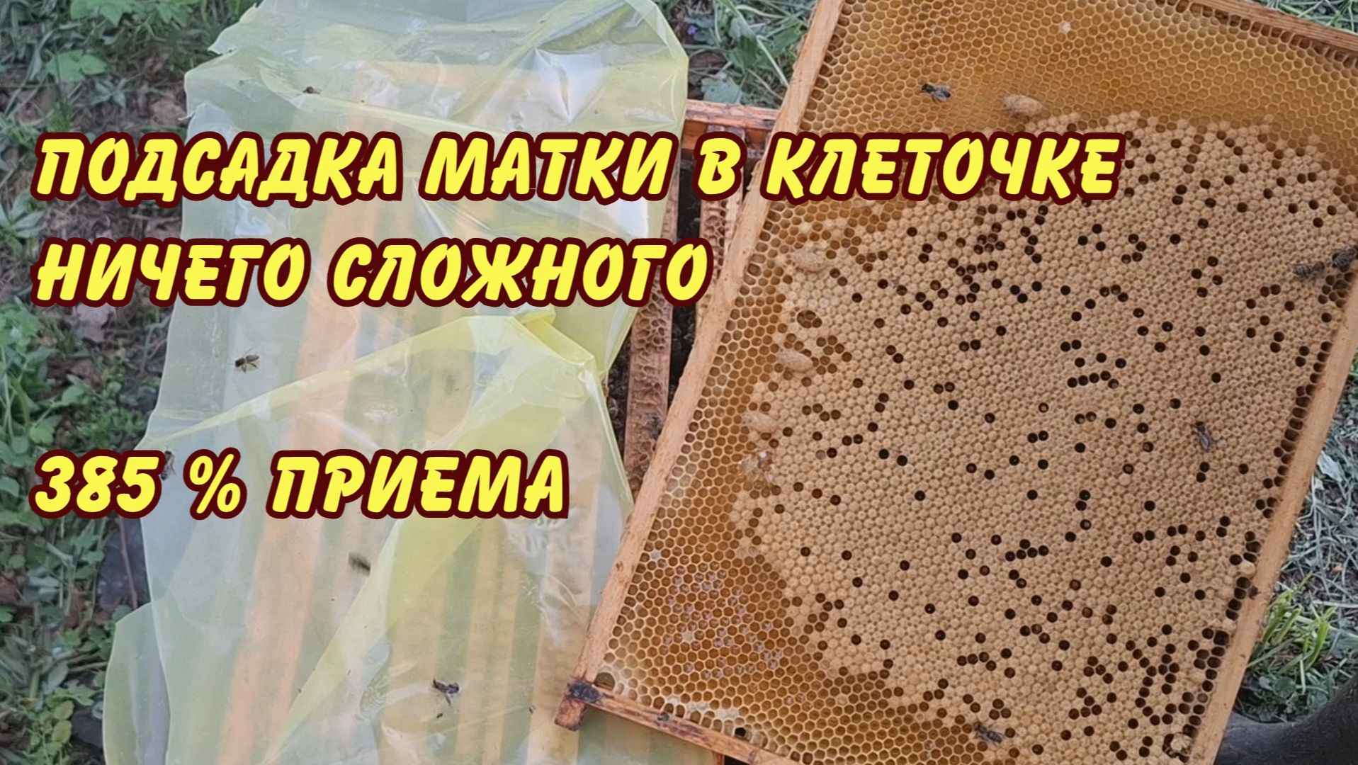 пчеловодство, подсадка матки в клеточке ничего сложного 385 % приема